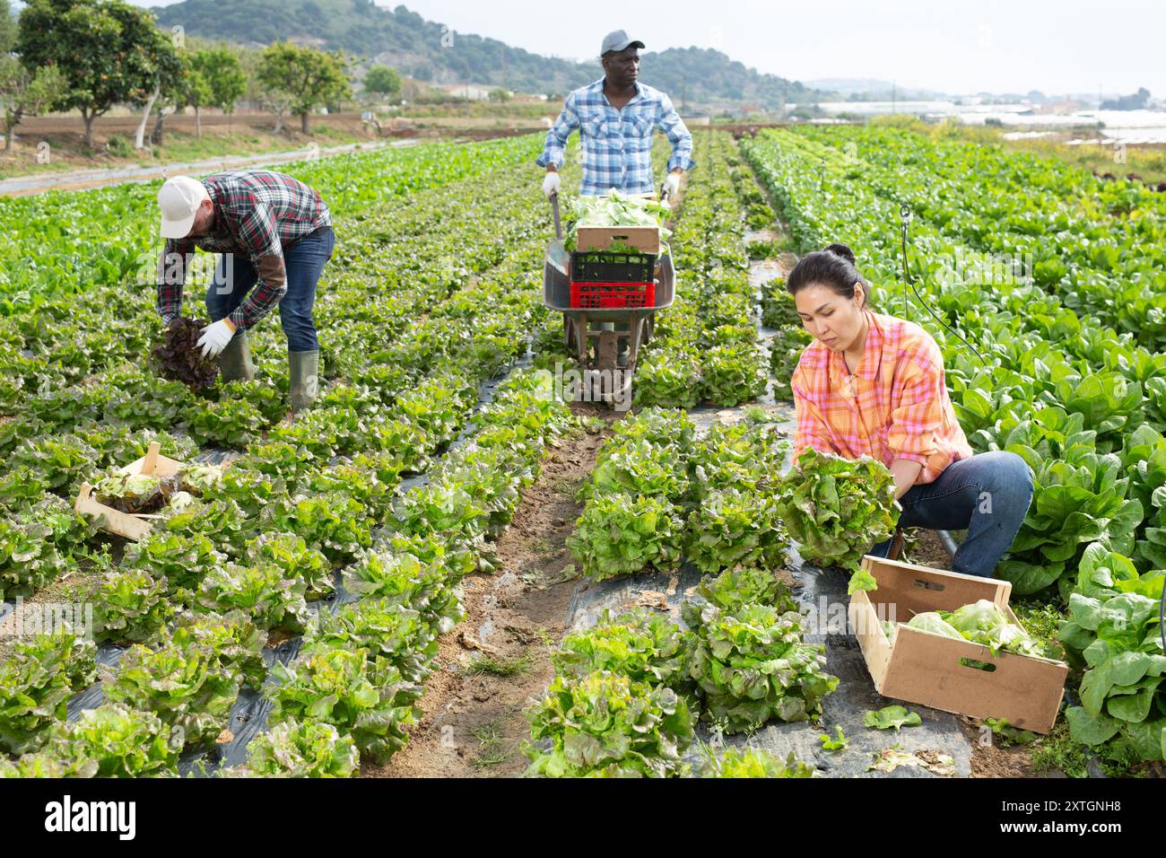 Farmer and his assistant harvesting ripe lettuce on field Stock Photo ...