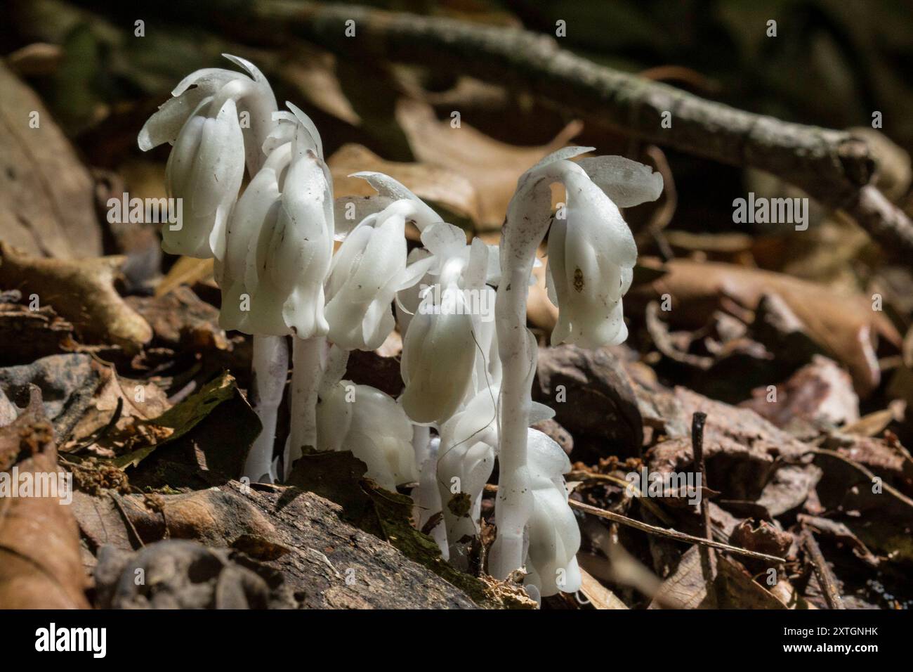 Ghost Pipe (Monotropa uniflora) Plantae Stock Photo - Alamy
