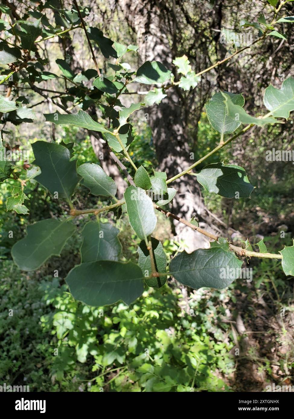 California scrub oak (Quercus berberidifolia) Plantae Stock Photo - Alamy