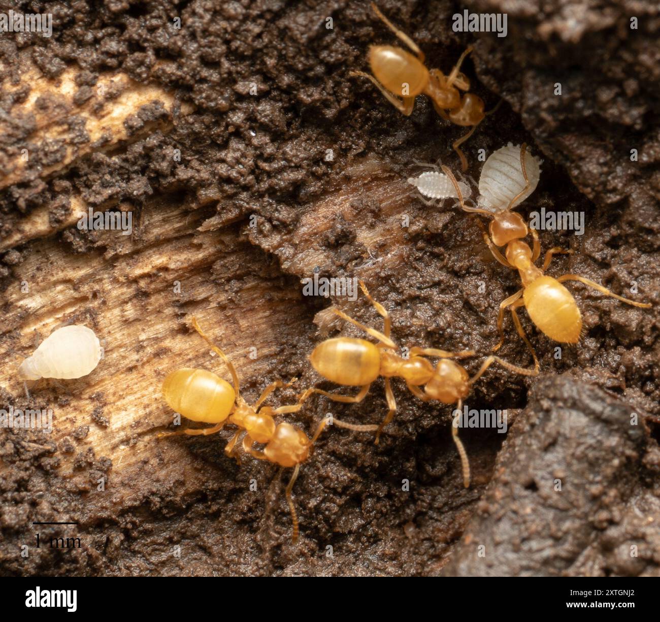 Aphids (Aphididae) Insecta Stock Photo - Alamy