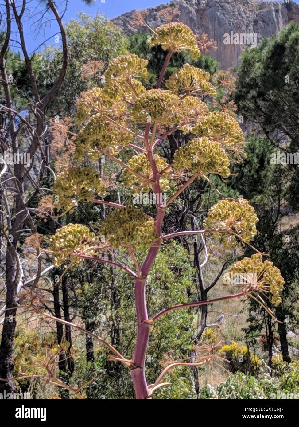 Giant Fennel (Ferula communis) Plantae Stock Photo - Alamy