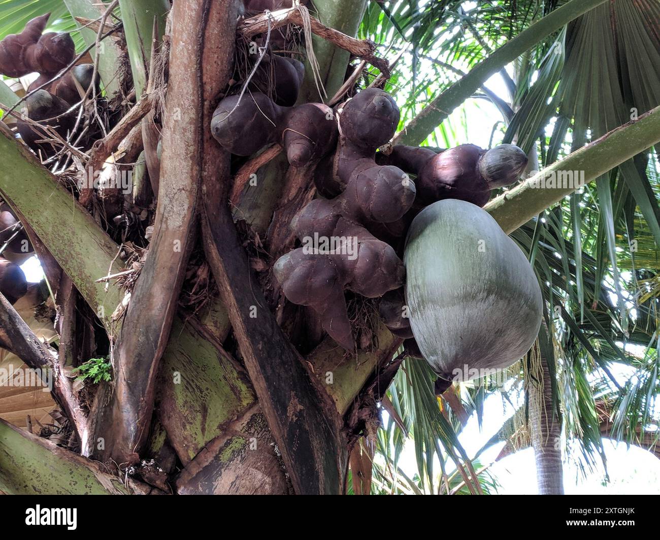 Sea Coconut (Lodoicea maldivica) Plantae Stock Photo - Alamy