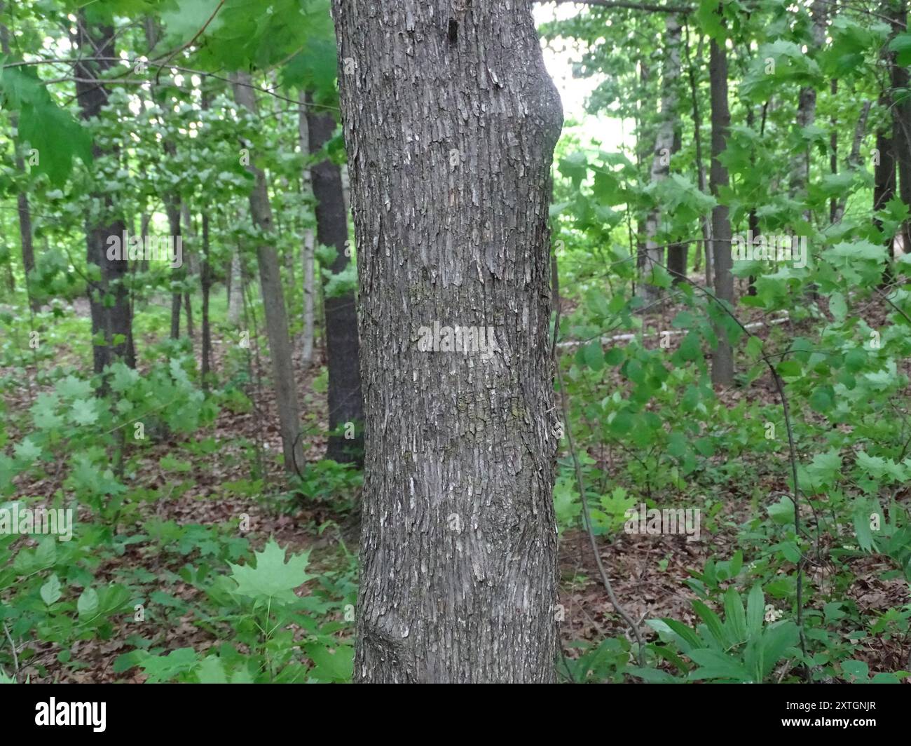 American hophornbeam (Ostrya virginiana) Plantae Stock Photo - Alamy