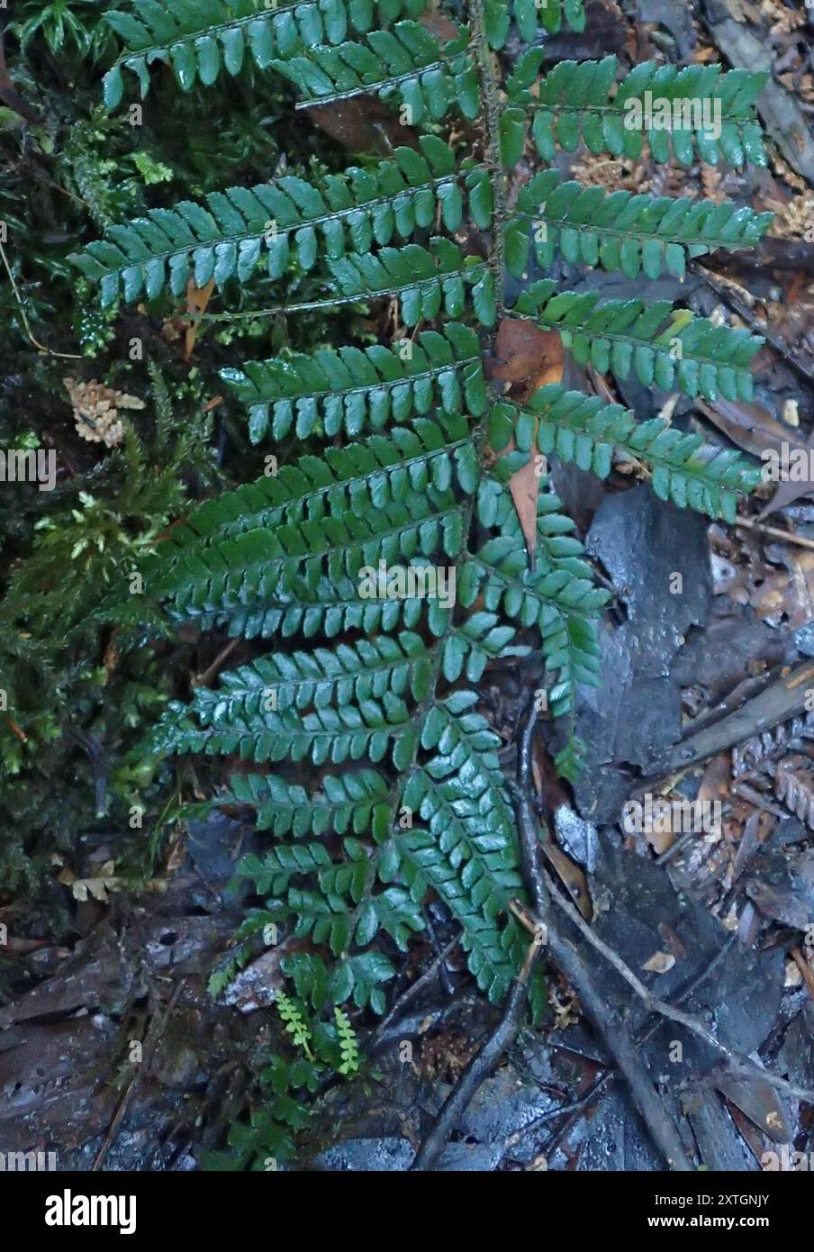 mother shield-fern (Polystichum proliferum) Plantae Stock Photo - Alamy