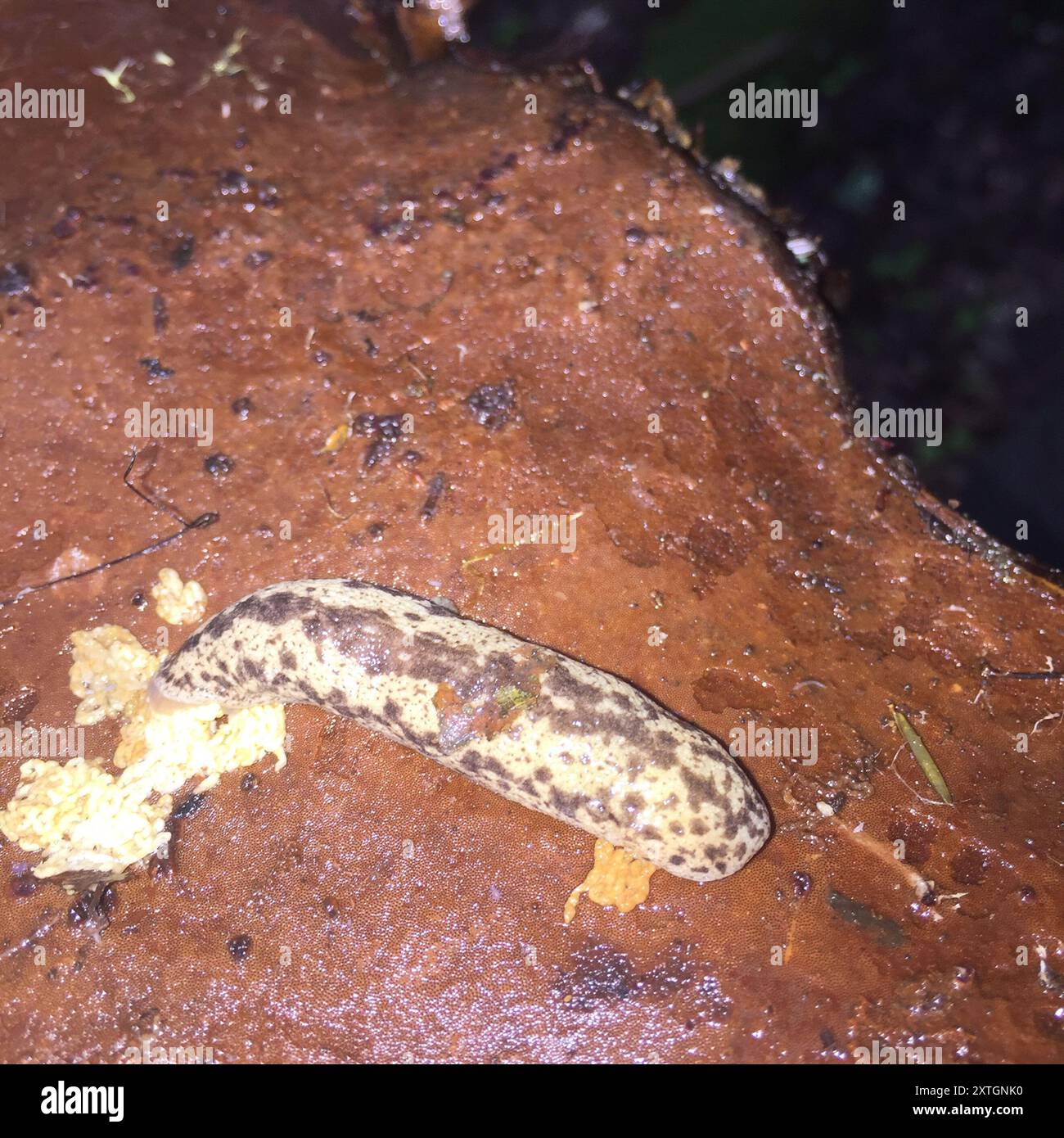 Winding Mantleslug (Philomycus flexuolaris) Mollusca Stock Photo - Alamy