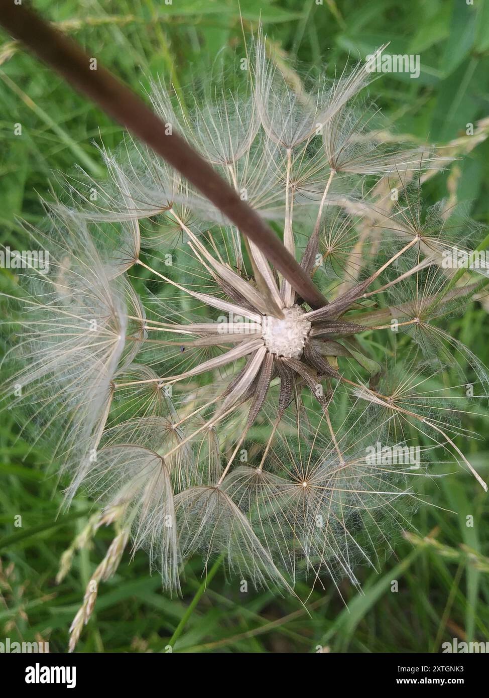 Salsifies (Tragopogon) Plantae Stock Photo - Alamy