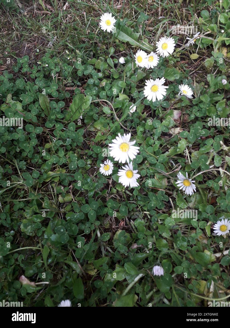 Lawn daisy (Bellis perennis) Plantae Stock Photo - Alamy
