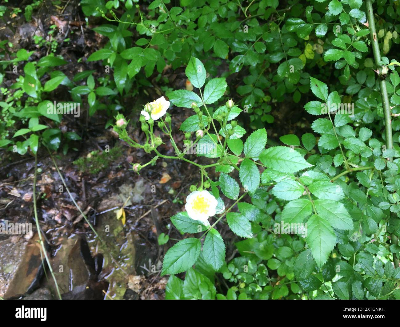 multiflora rose (Rosa multiflora) Plantae Stock Photo - Alamy