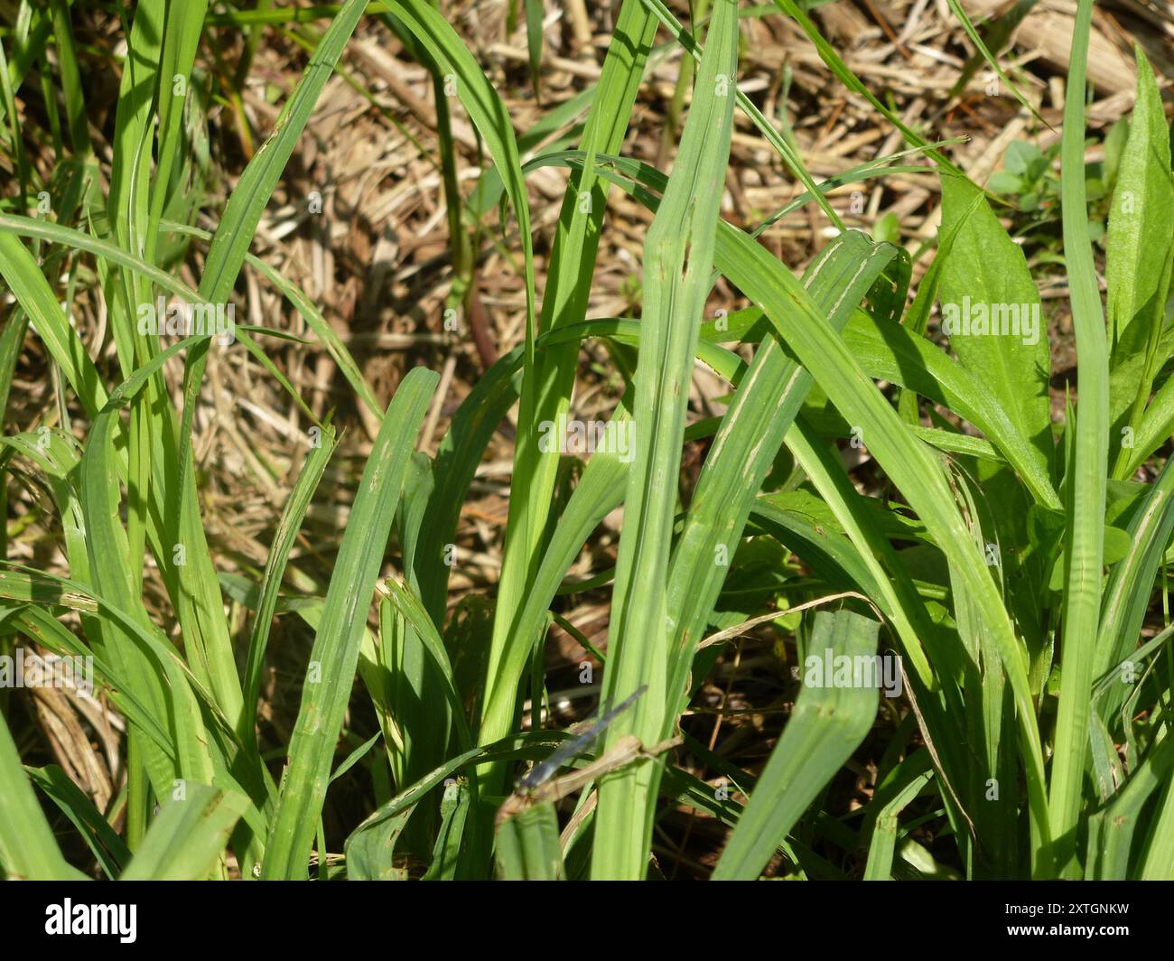 Fragile Forktail (Ischnura posita) Insecta Stock Photo - Alamy
