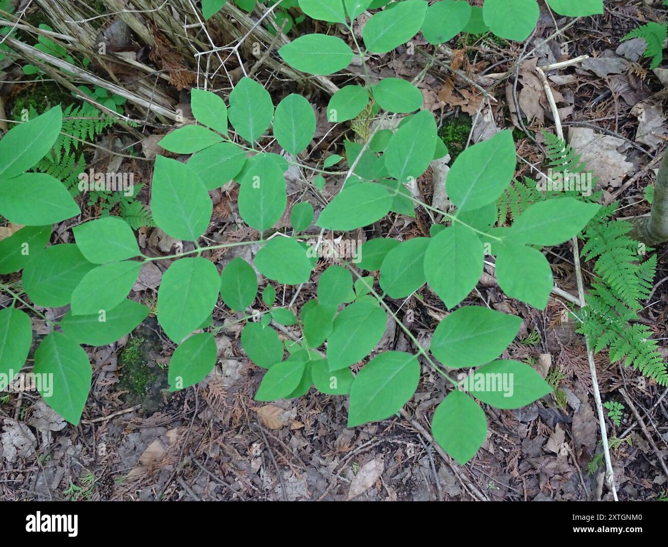 American fly-honeysuckle (Lonicera canadensis) Plantae Stock Photo - Alamy
