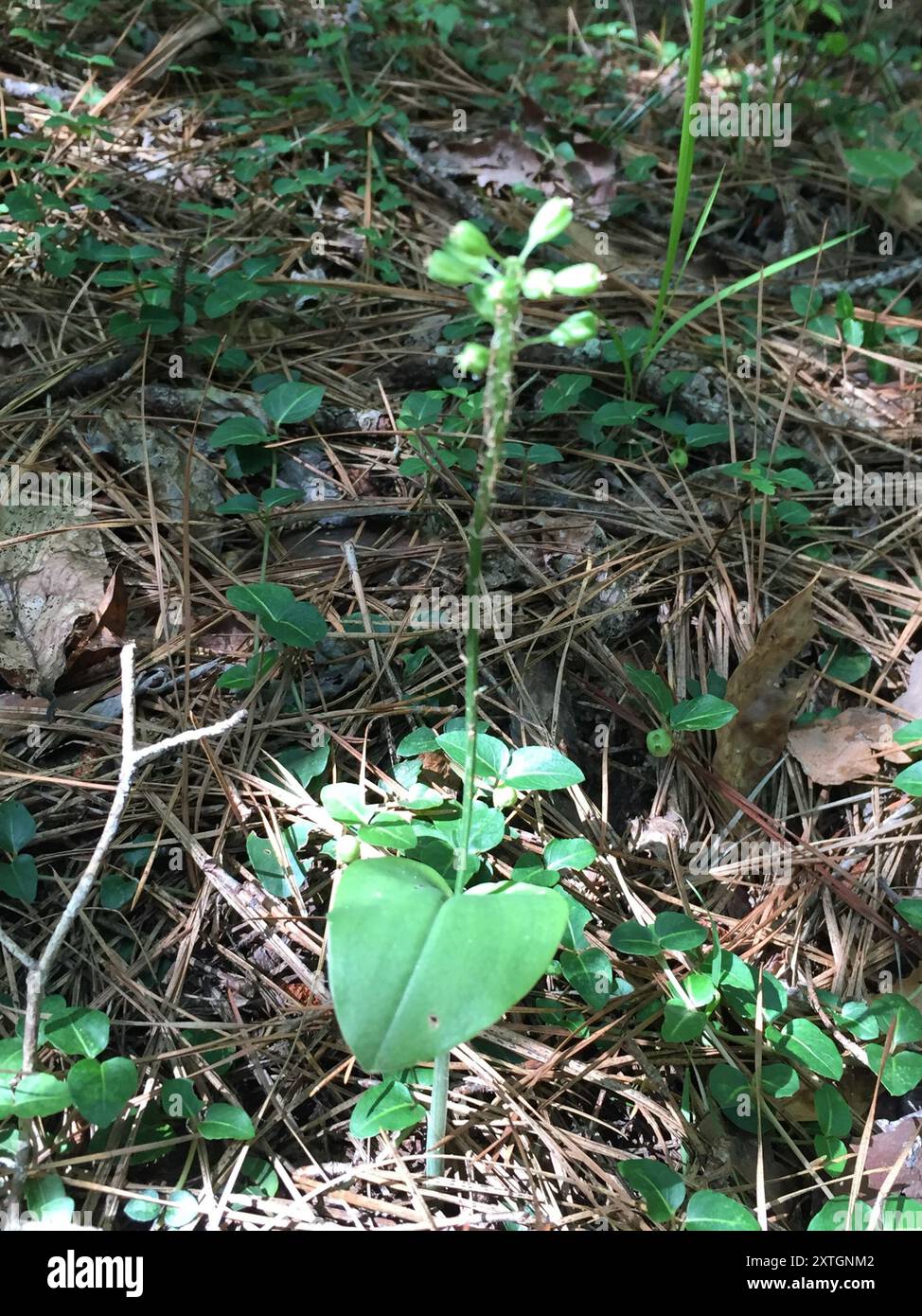 green adder's-mouth (Malaxis unifolia) Plantae Stock Photo - Alamy