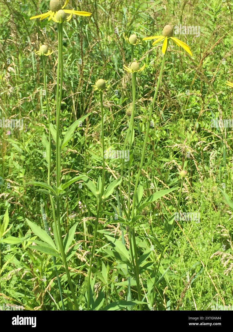grey-headed coneflower (Ratibida pinnata) Plantae Stock Photo - Alamy