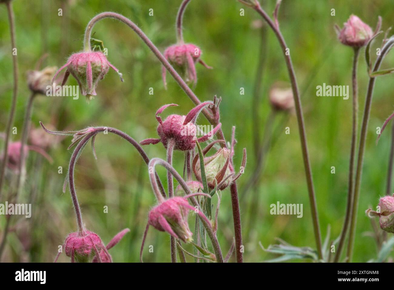 prairie smoke (Geum triflorum) Plantae Stock Photo - Alamy