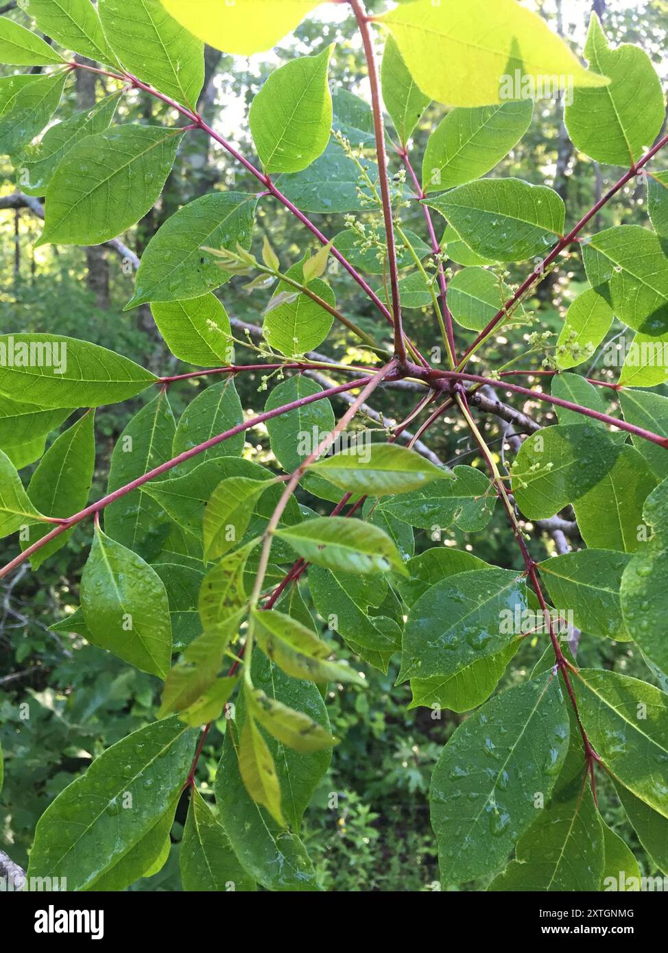 poison sumac (Toxicodendron vernix) Plantae Stock Photo - Alamy