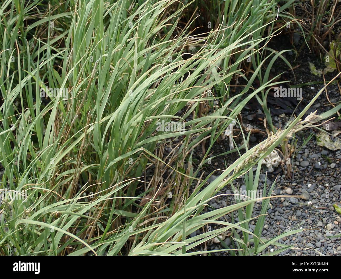 Saltgrass (Distichlis spicata) Plantae Stock Photo - Alamy