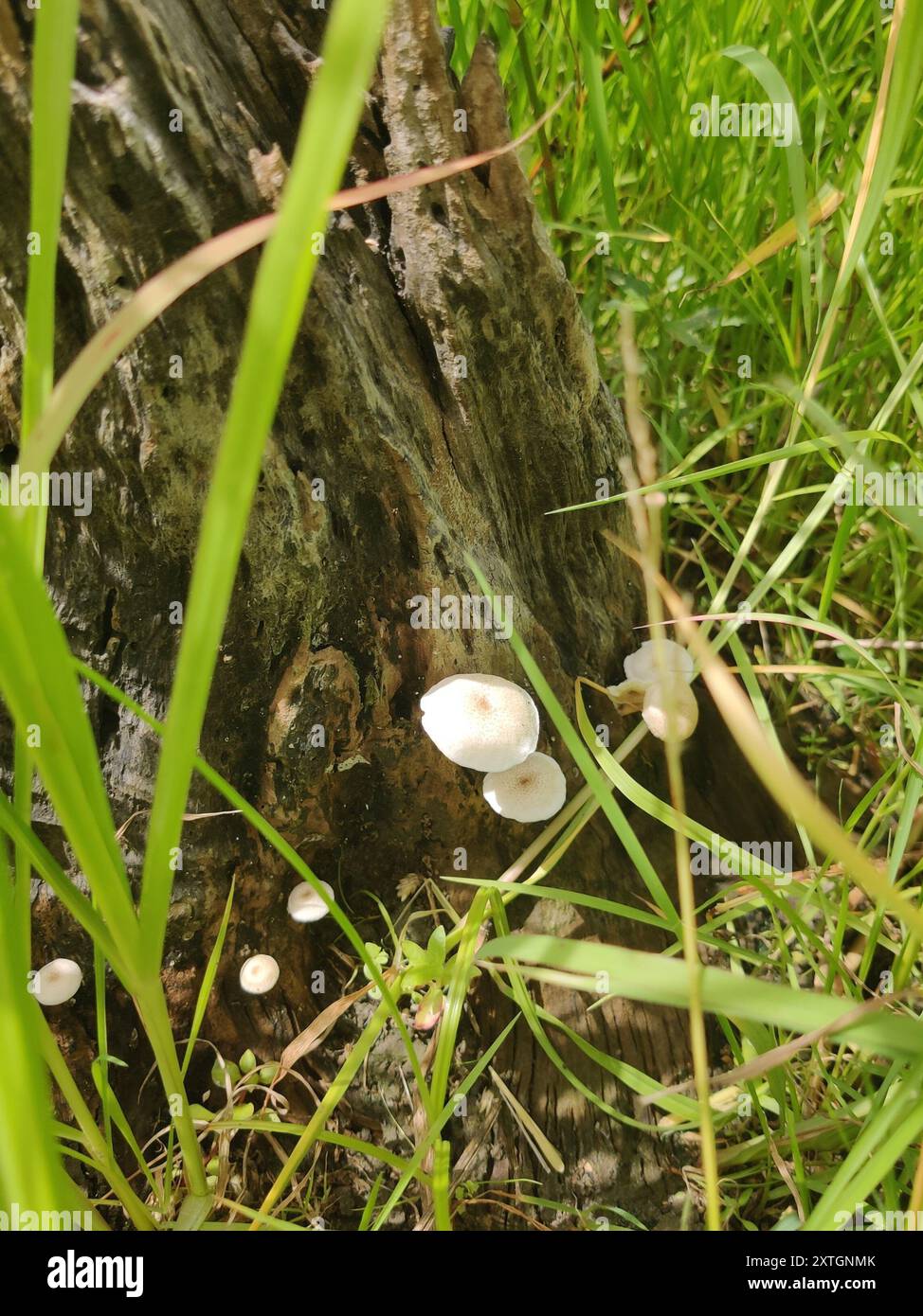 Tiger Sawgill (Lentinus tigrinus) Fungi Stock Photo - Alamy