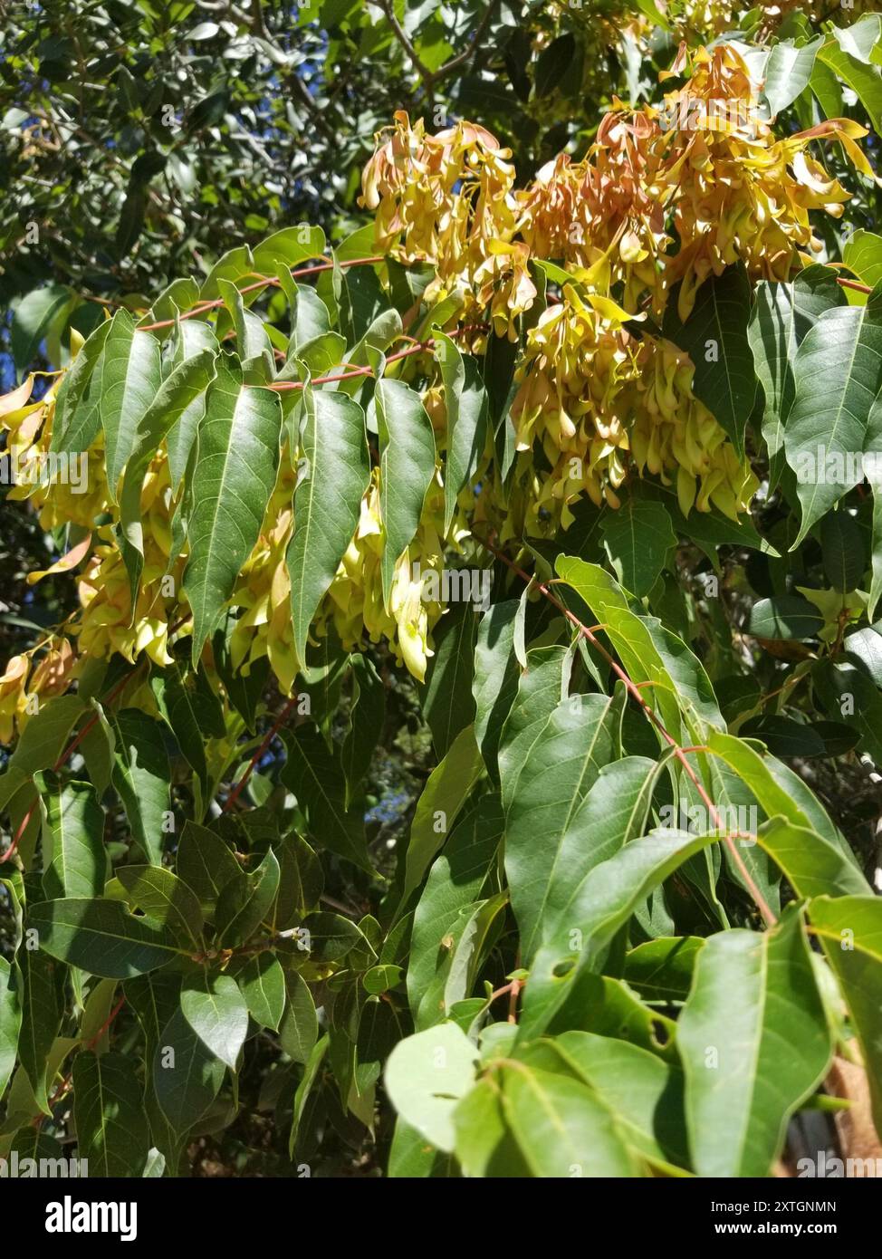 ashes (Fraxinus) Plantae Stock Photo - Alamy