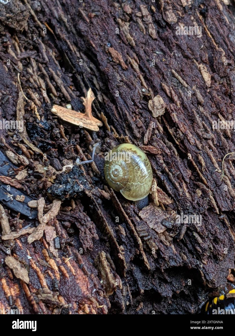Robust Lancetooth Snail (Haplotrema vancouverense) Mollusca Stock Photo ...