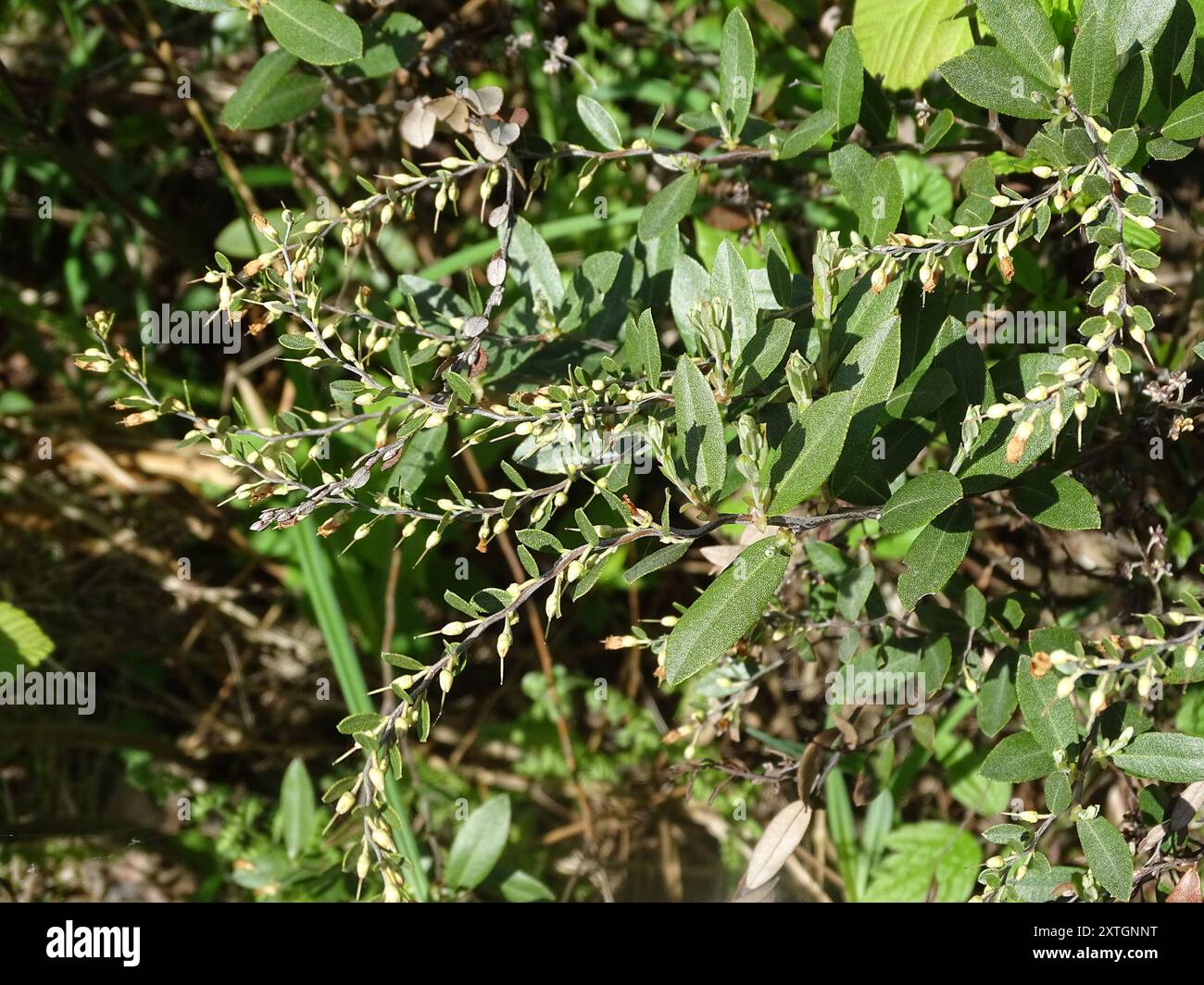leatherleaf (Chamaedaphne calyculata) Plantae Stock Photo - Alamy