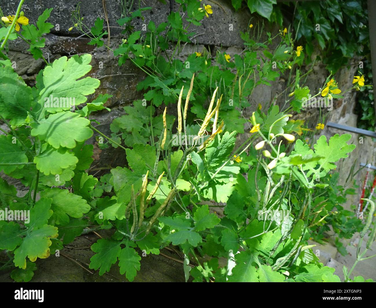 Chelidonium majus common celandine hi-res stock photography and images ...