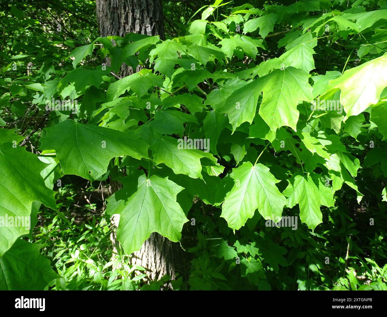 black maple (Acer nigrum) Plantae Stock Photo - Alamy