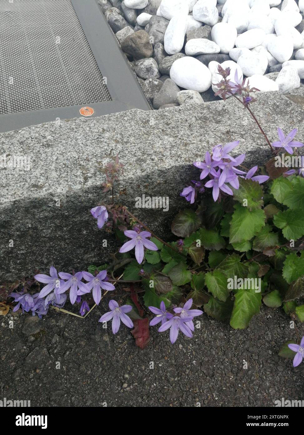 Trailing bellflower (Campanula poscharskyana) Plantae Stock Photo - Alamy