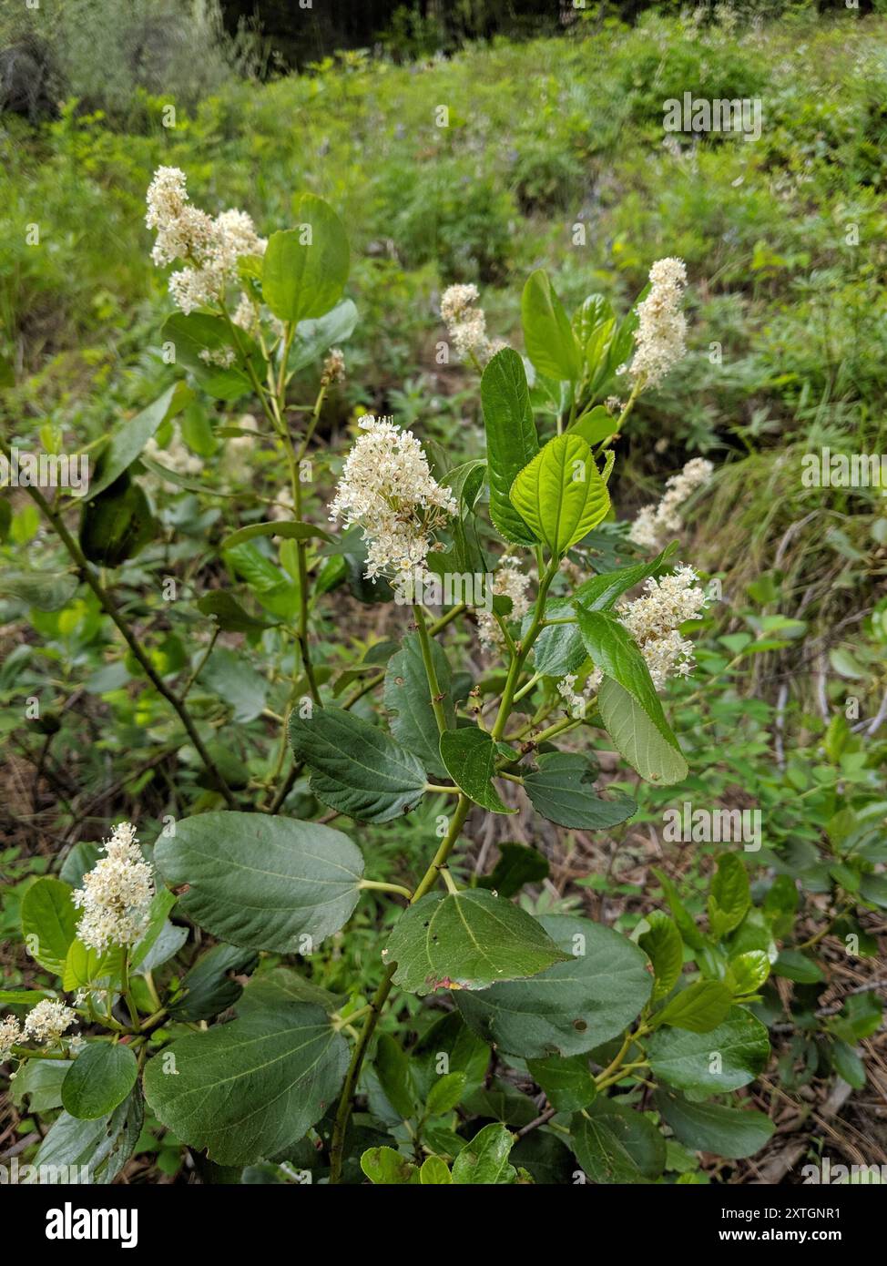 Snowbrush Ceanothus (Ceanothus velutinus) Plantae Stock Photo - Alamy