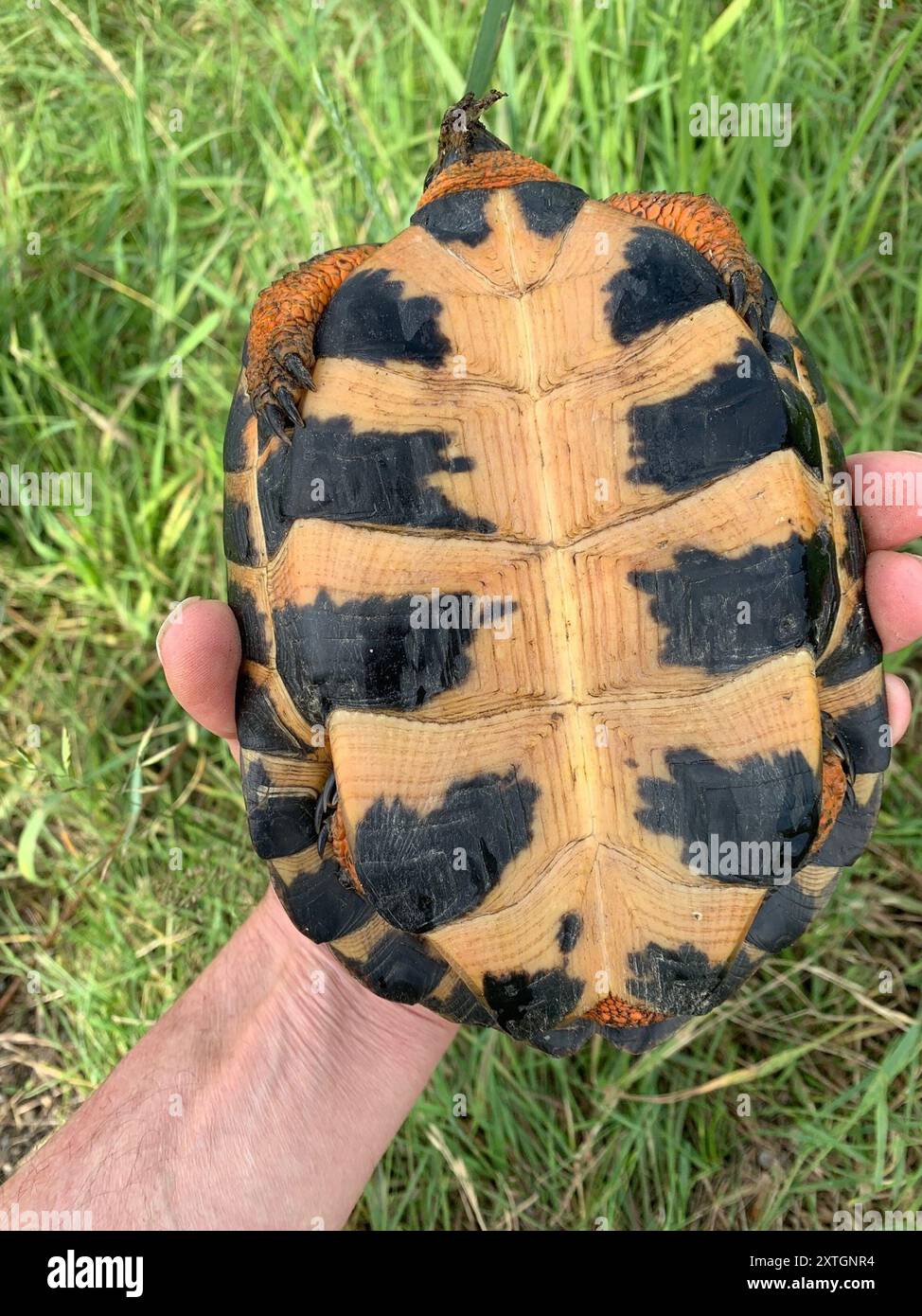 Wood Turtle (Glyptemys insculpta) Reptilia Stock Photo - Alamy