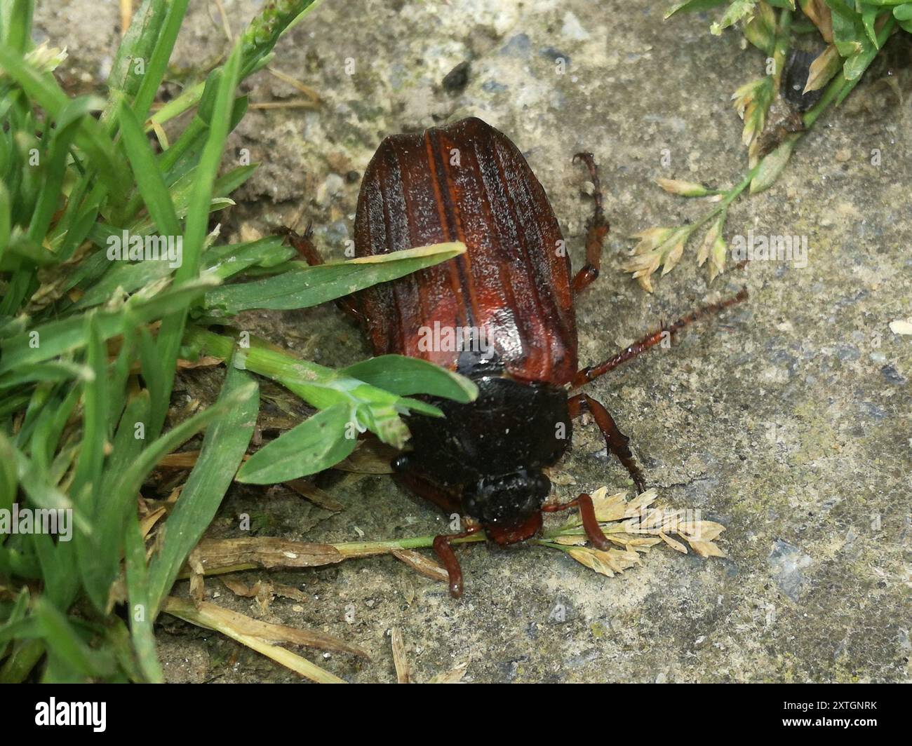 Cockchafers (Melolontha) Insecta Stock Photo - Alamy