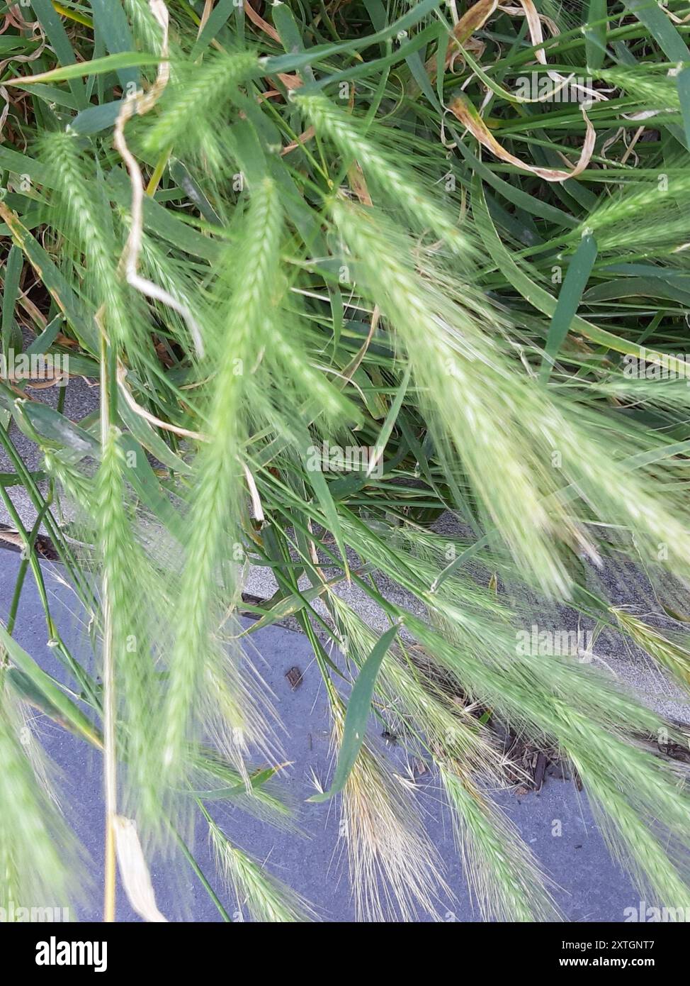 wall barley (Hordeum murinum) Plantae Stock Photo - Alamy