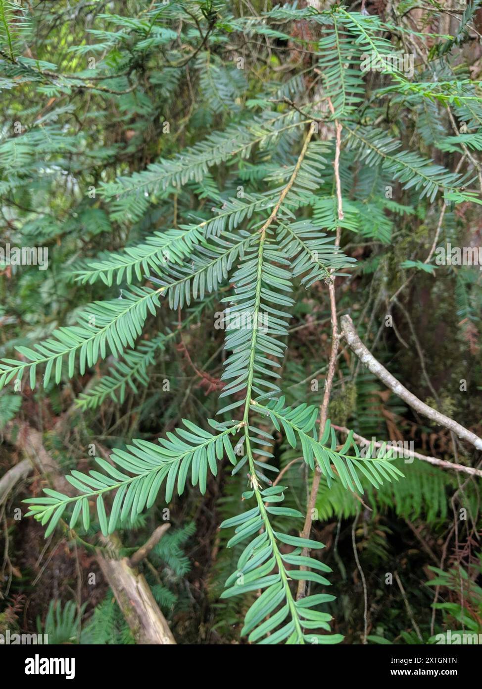 Pacific yew (Taxus brevifolia) Plantae Stock Photo - Alamy