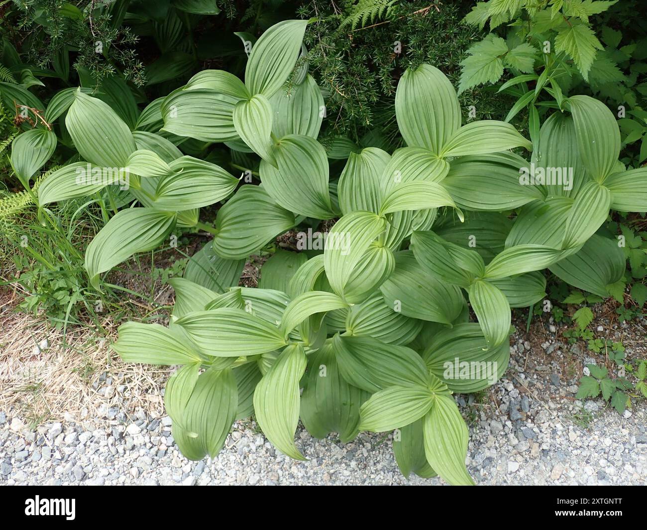 green false hellebore (Veratrum viride) Plantae Stock Photo - Alamy