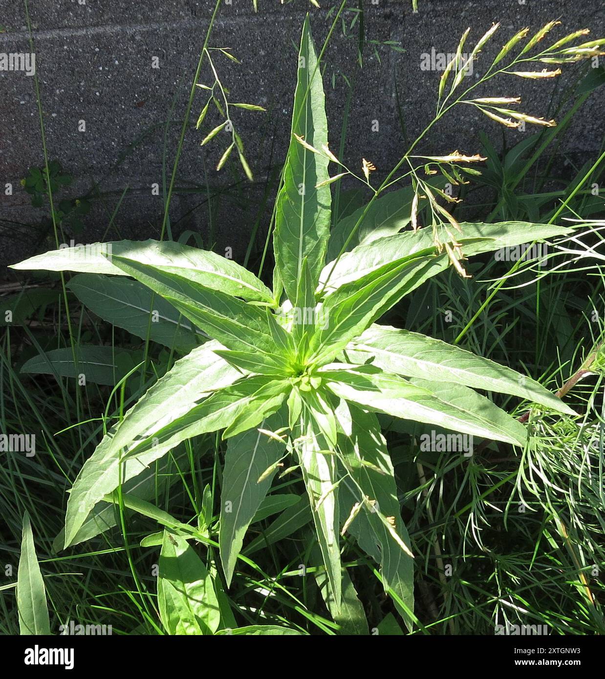 narrow-leaved hawksbeard (Crepis tectorum) Plantae Stock Photo - Alamy