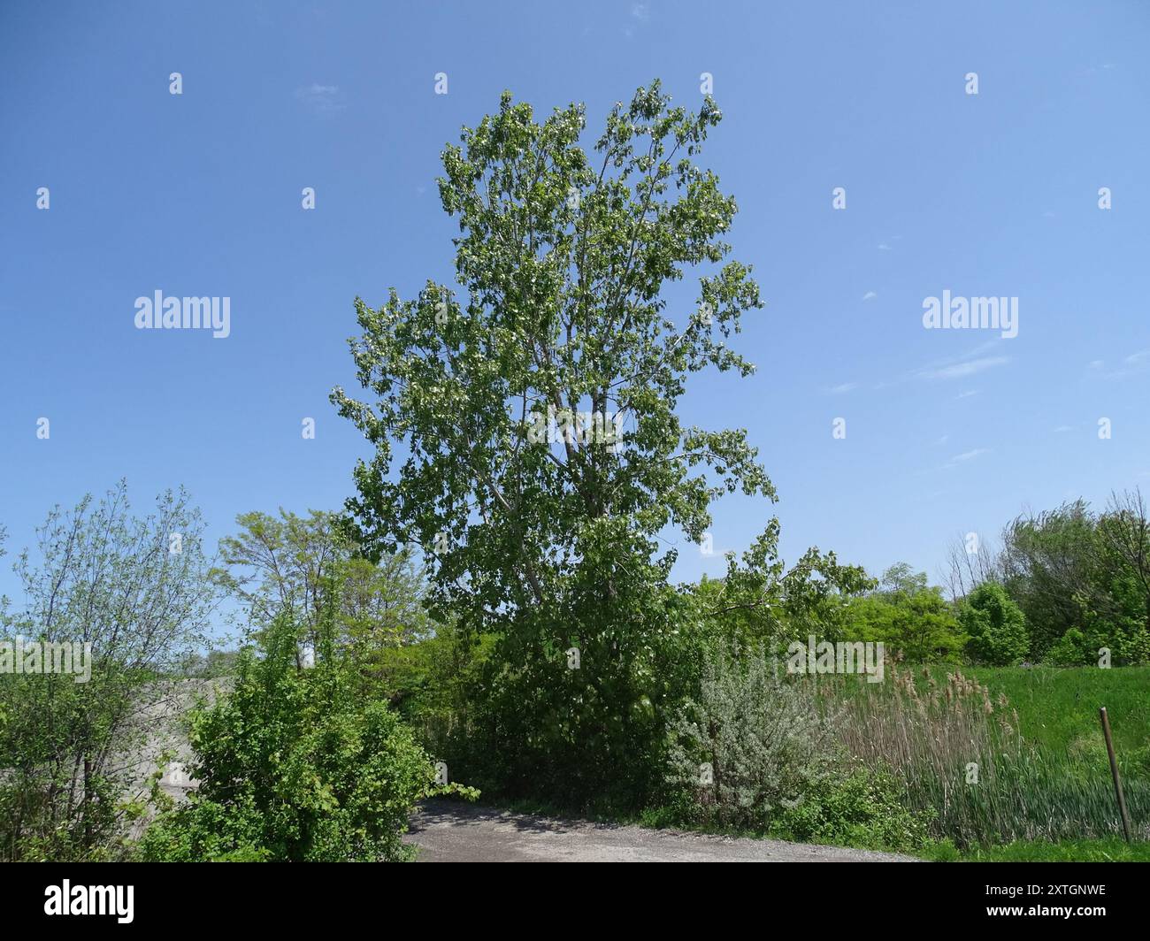 Eastern Cottonwood (Populus deltoides) Plantae Stock Photo - Alamy
