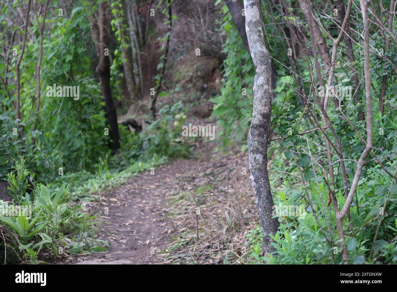 Cucumber Pod Creeper (Ceratiosicyos laevis) Plantae Stock Photo - Alamy