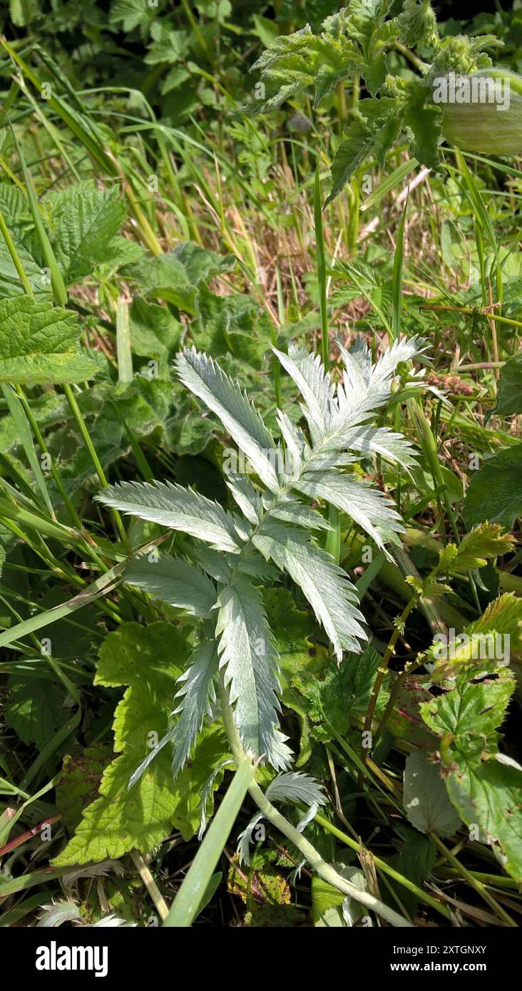 common silverweed (Argentina anserina) Plantae Stock Photo - Alamy