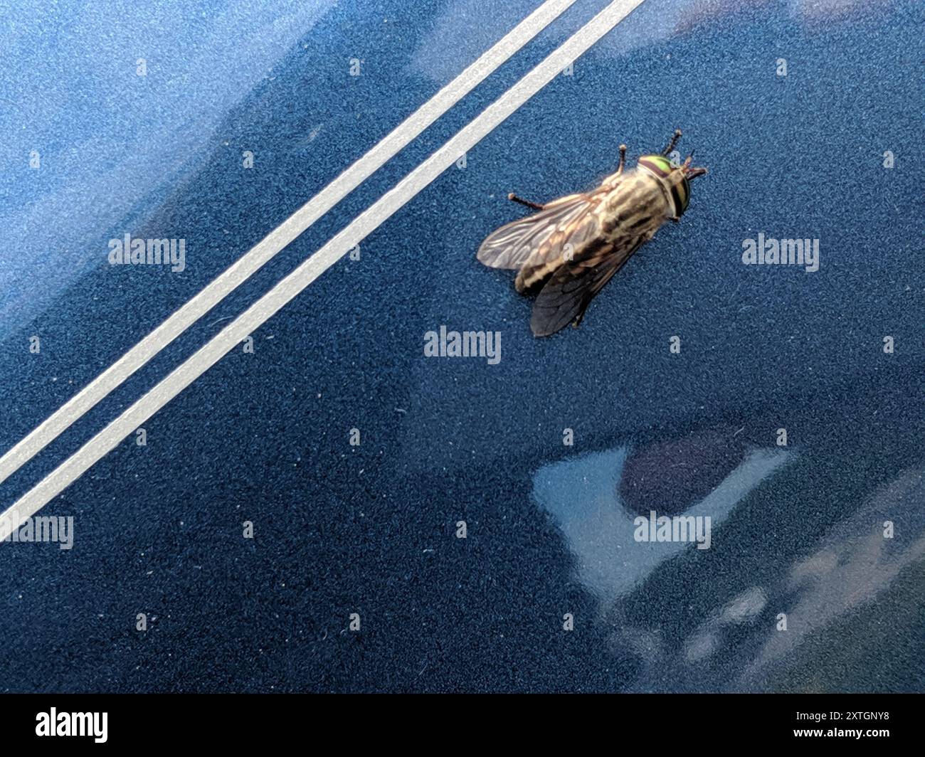 (Tabanus subsimilis) Insecta Stock Photo - Alamy