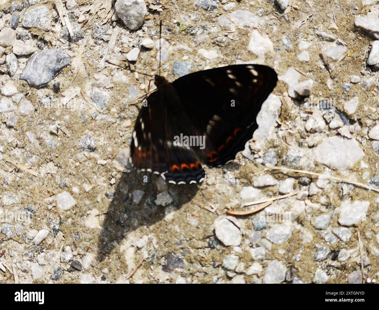 Poplar Admiral (Limenitis populi) Insecta Stock Photo - Alamy