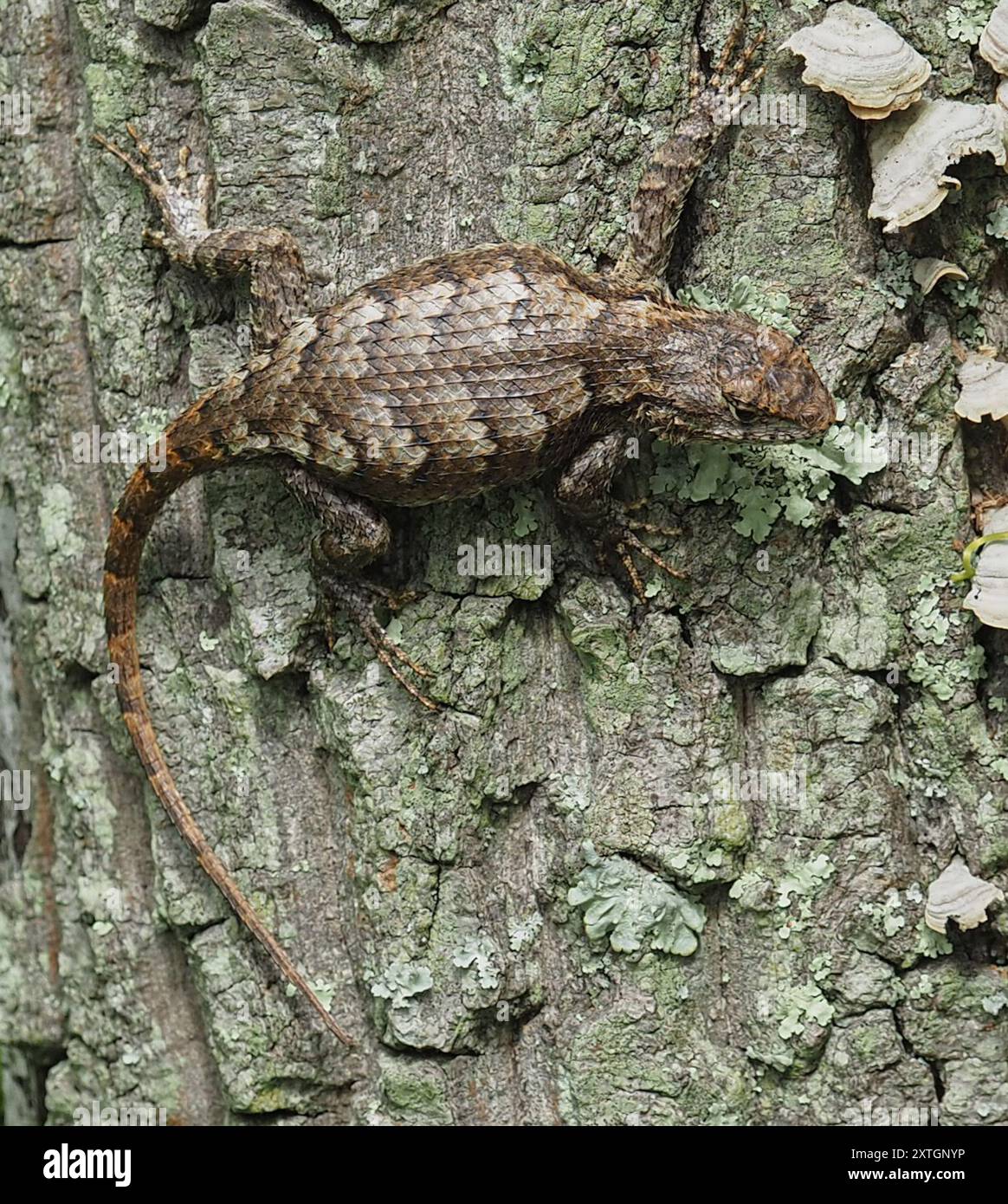 Eastern Fence Lizard (Sceloporus undulatus) Reptilia Stock Photo - Alamy