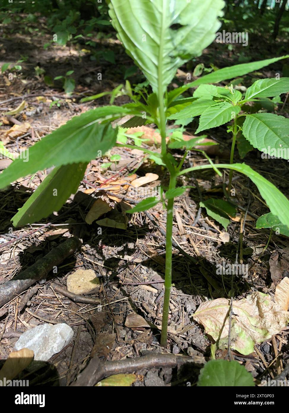 small balsam (Impatiens parviflora) Plantae Stock Photo - Alamy