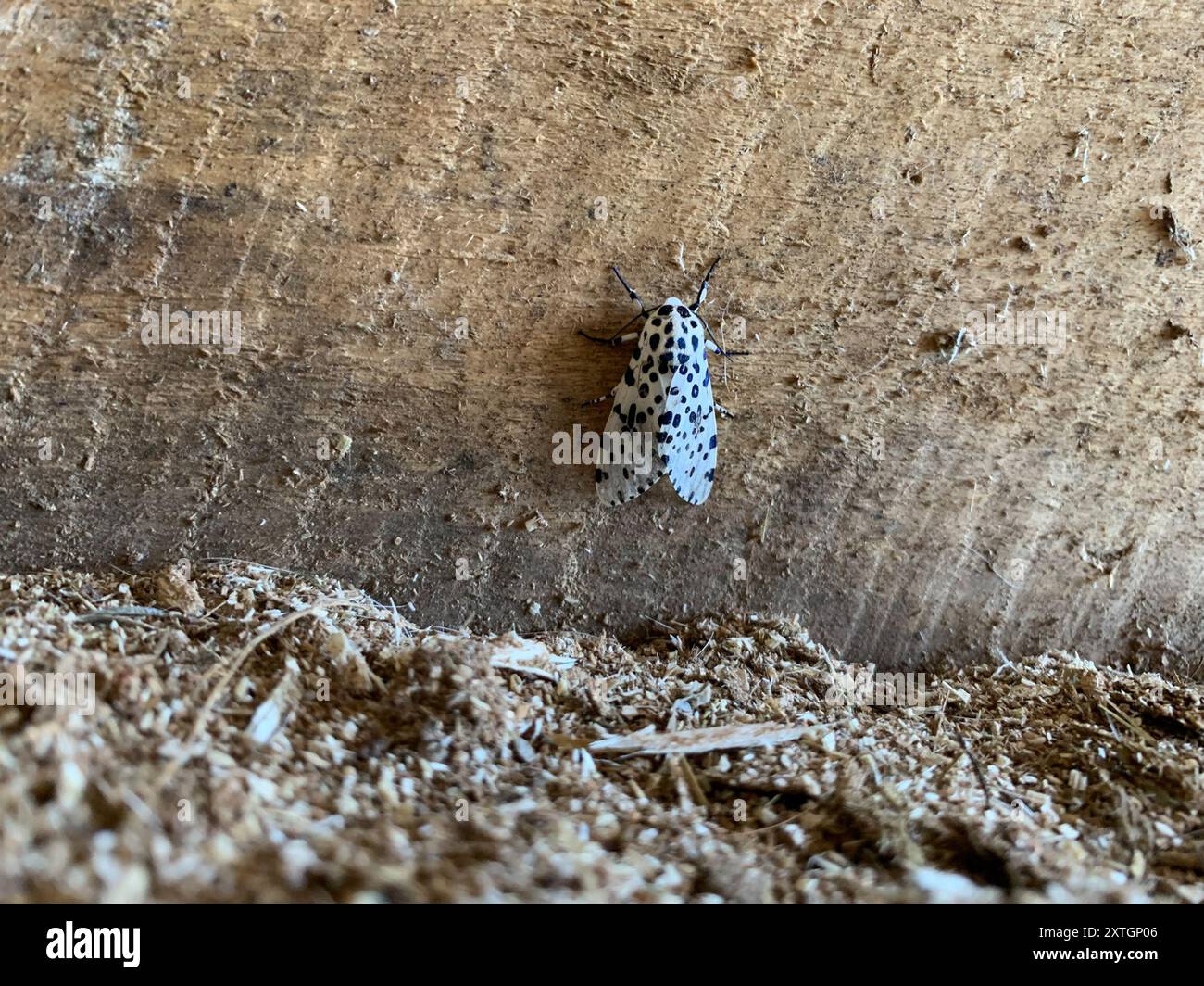 Giant Leopard Moth (Hypercompe scribonia) Insecta Stock Photo - Alamy