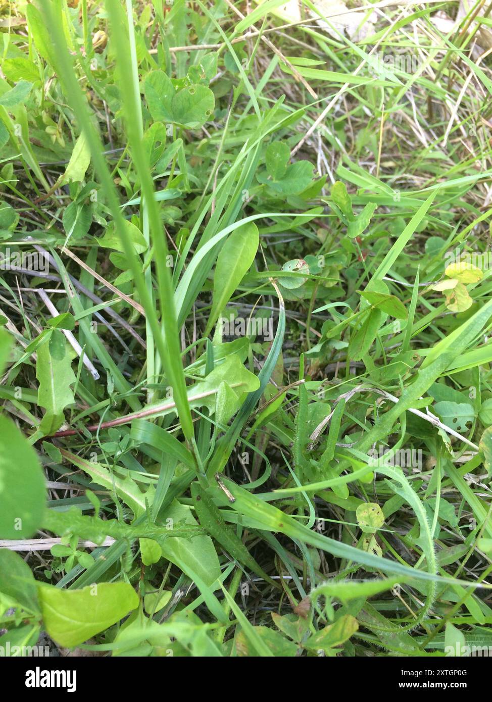 blue sedge (Carex flacca) Plantae Stock Photo - Alamy