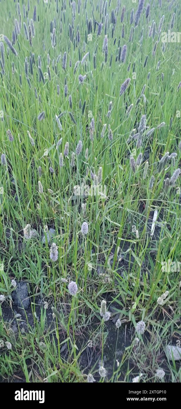Timothy grass (Phleum pratense) Plantae Stock Photo - Alamy