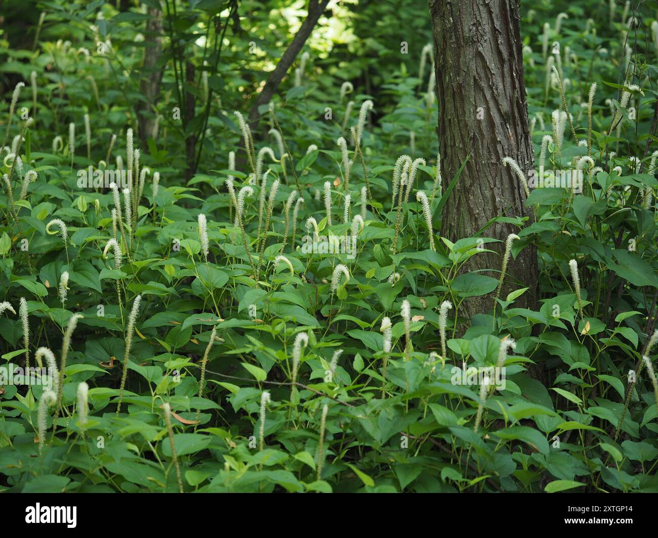 lizard's tail (Saururus cernuus) Plantae Stock Photo - Alamy