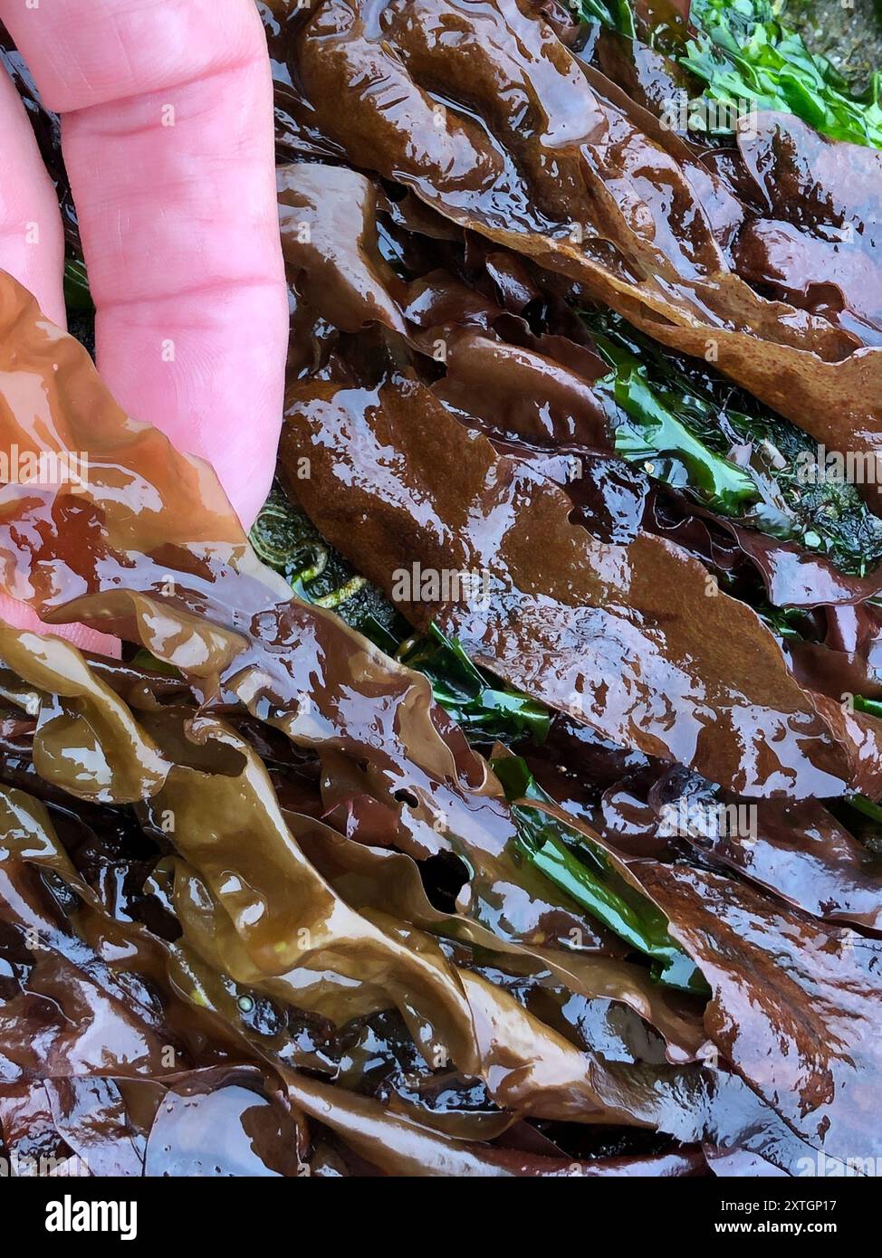 red algae (Rhodophyta) Plantae Stock Photo - Alamy