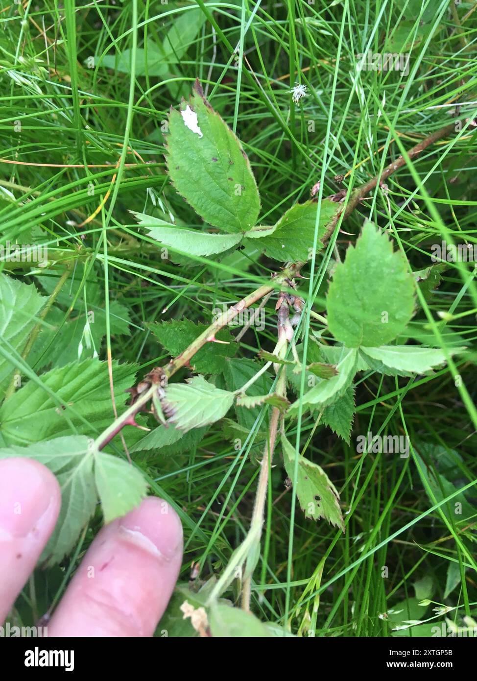 Pennsylvania Blackberry (Rubus pensilvanicus) Plantae Stock Photo - Alamy
