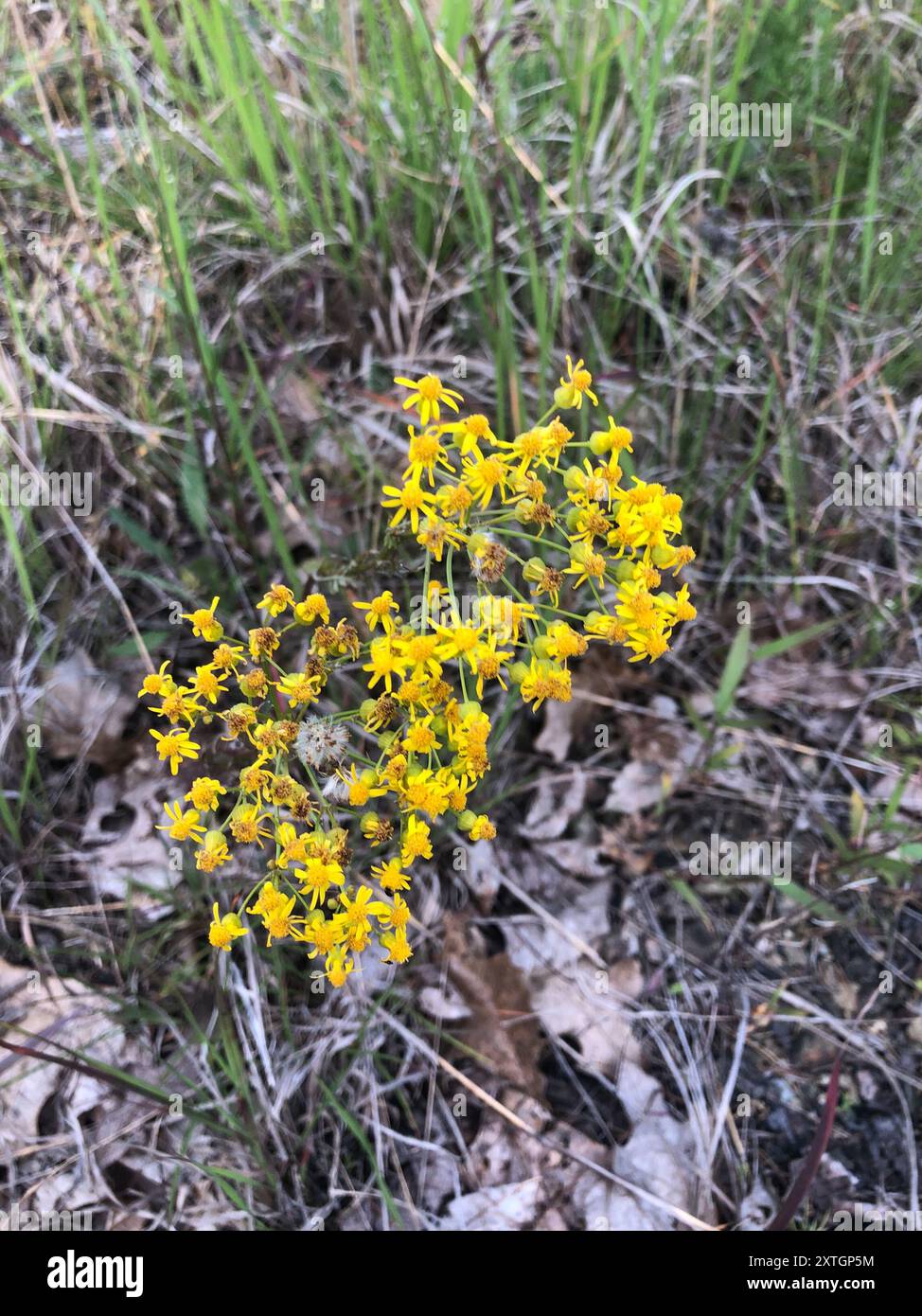 Small's ragwort (Packera anonyma) Plantae Stock Photo - Alamy