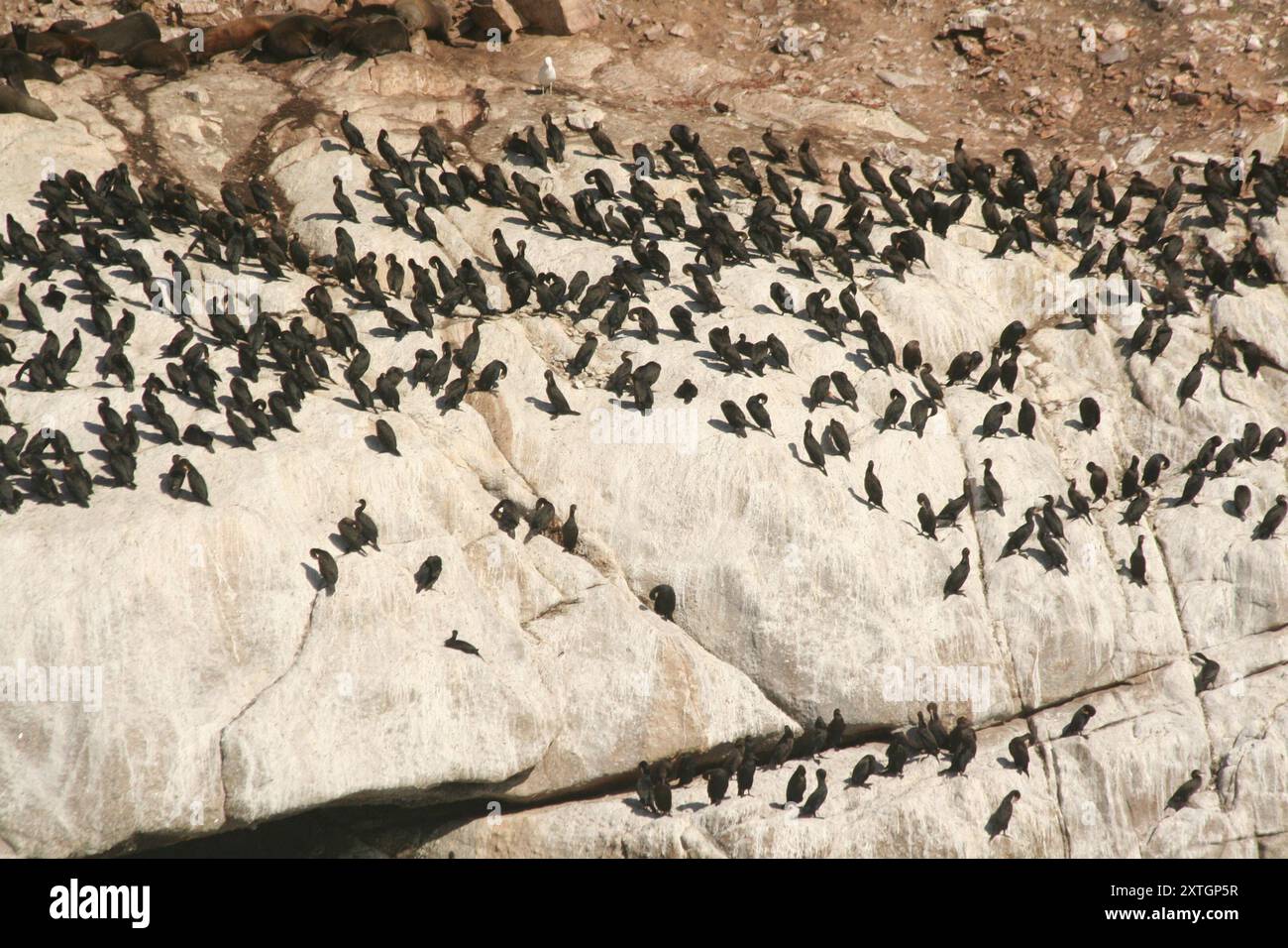 Cape Cormorant (Phalacrocorax capensis) Aves Stock Photo - Alamy
