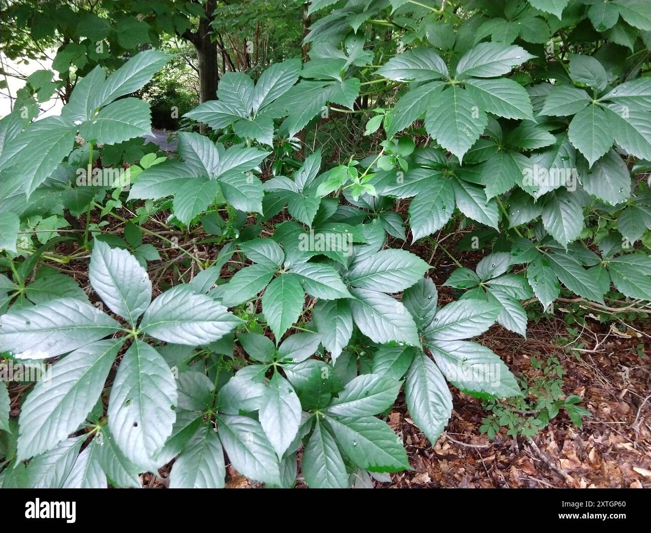 Virginia creeper (Parthenocissus quinquefolia) Plantae Stock Photo - Alamy