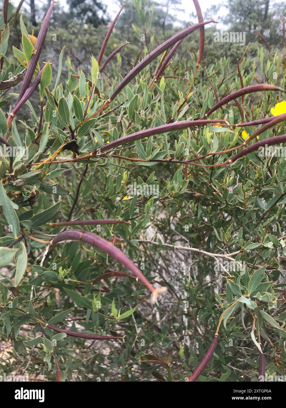 Bush Poppy (Dendromecon rigida) Plantae Stock Photo - Alamy